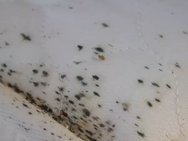 Bed Bug Test: How to Detect and Handle a Bed Bug Infestation - EZPE