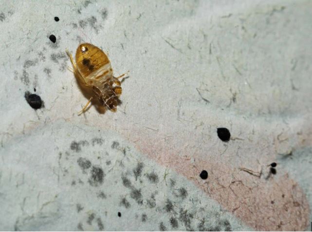 Ultimate Guide to Bed Bug Inspection: How to Detect and Eliminate ...